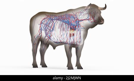 Cattle vascular system, illustration Stock Photo - Alamy