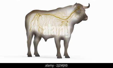 Cattle nervous system, illustration Stock Photo - Alamy
