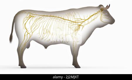 Cattle nervous system, illustration Stock Photo - Alamy