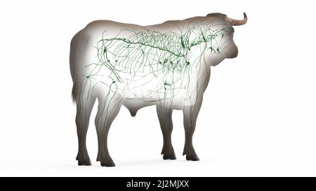 Cattle lymphatic system, illustration Stock Photo - Alamy