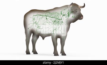 Cattle lymphatic system, illustration Stock Photo - Alamy