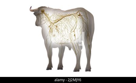 Cattle nervous system, illustration Stock Photo - Alamy