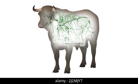 Cattle lymphatic system, illustration Stock Photo - Alamy