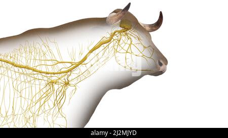 Cattle nervous system, illustration Stock Photo - Alamy
