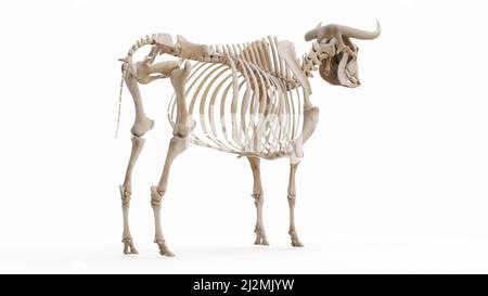 Cattle skeleton, illustration Stock Photo - Alamy
