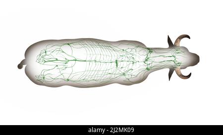 Cattle lymphatic system, illustration Stock Photo - Alamy