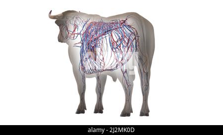 Cattle vascular system, illustration Stock Photo - Alamy