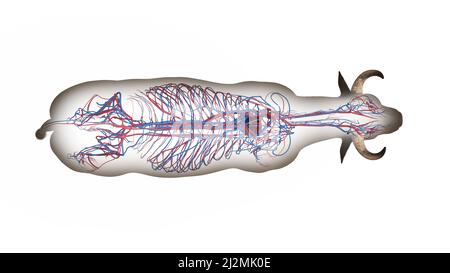Cattle vascular system, illustration Stock Photo - Alamy
