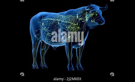 Cattle lymphatic system, illustration Stock Photo - Alamy