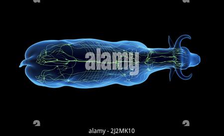 Cattle lymphatic system, illustration Stock Photo - Alamy