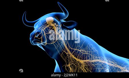 Cattle nervous system, illustration Stock Photo - Alamy