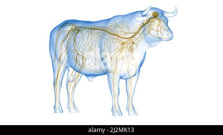 Cattle nervous system, illustration Stock Photo - Alamy