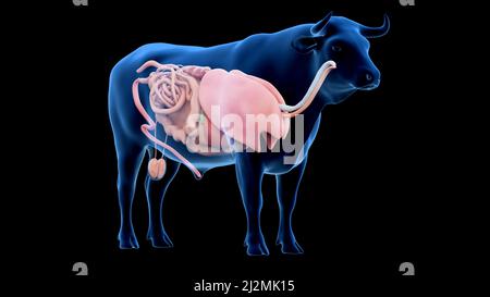 Cattle organs, illustration Stock Photo - Alamy