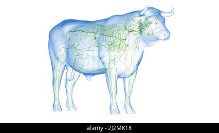 Cattle lymphatic system, illustration Stock Photo - Alamy