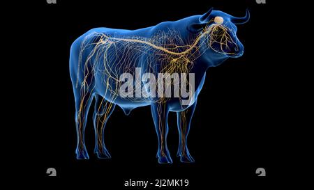 Cattle nervous system, illustration Stock Photo - Alamy