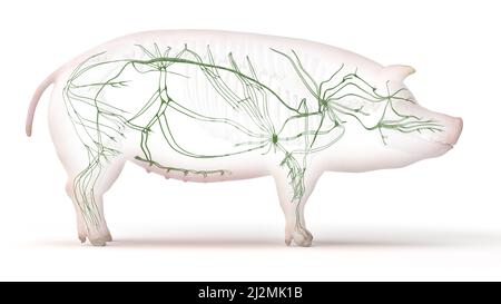 Pig lymphatic system, illustration Stock Photo - Alamy