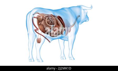 Cattle lung, illustration Stock Photo - Alamy