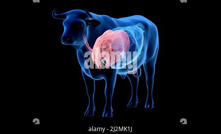 Cattle lung, illustration Stock Photo - Alamy