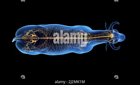 Cattle nervous system, illustration Stock Photo - Alamy