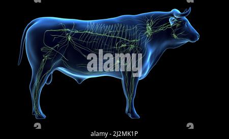 Cattle lymphatic system, illustration Stock Photo - Alamy