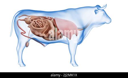 Cattle organs, illustration Stock Photo - Alamy
