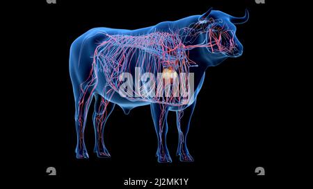 Cattle vascular system, illustration Stock Photo - Alamy
