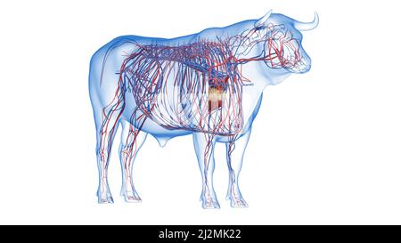 Cattle vascular system, illustration Stock Photo - Alamy