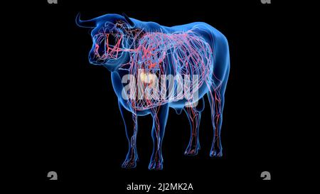 Cattle vascular system, illustration Stock Photo - Alamy