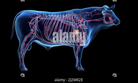 Cattle vascular system, illustration Stock Photo - Alamy
