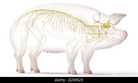 Pig nervous system, illustration Stock Photo - Alamy