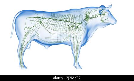 Cattle lymphatic system, illustration Stock Photo - Alamy