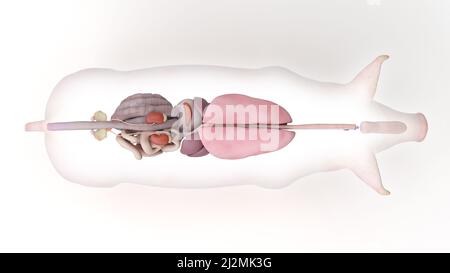 Pig stomach, illustration Stock Photo - Alamy