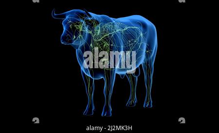 Cattle lymphatic system, illustration Stock Photo - Alamy