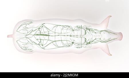 Pig lymphatic system, illustration Stock Photo - Alamy