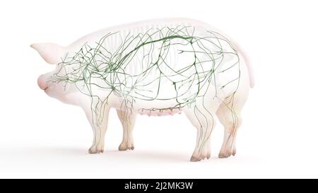 Pig lymphatic system, illustration Stock Photo - Alamy