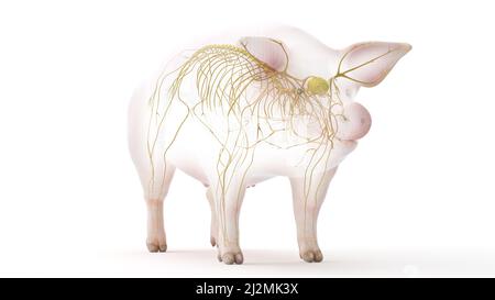 Pig nervous system, illustration Stock Photo - Alamy