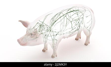 Pig lymphatic system, illustration Stock Photo - Alamy