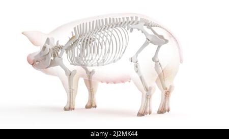 pig anatomy skeleton bones Stock Photo - Alamy