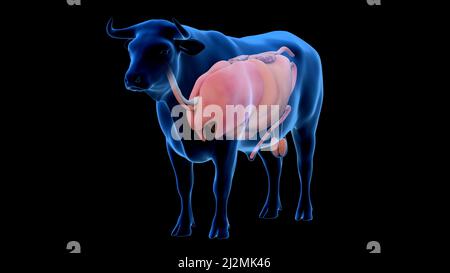 Anatomy of the cow organs Stock Photo - Alamy