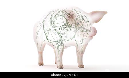 Pig lymphatic system, illustration Stock Photo - Alamy