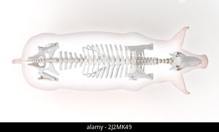 pig anatomy skeleton bones Stock Photo - Alamy