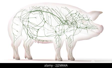 Pig lymphatic system, illustration Stock Photo - Alamy