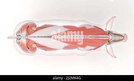 Pig lymphatic system, illustration Stock Photo - Alamy