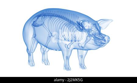 Pig skeleton, illustration Stock Photo - Alamy