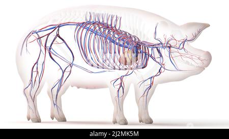 Pig vascular system, illustration Stock Photo - Alamy