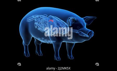Pig pancreas, illustration Stock Photo - Alamy