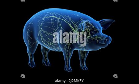 Pig lymphatic system, illustration Stock Photo - Alamy
