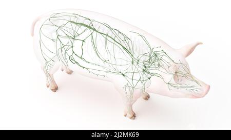 Pig lymphatic system, illustration Stock Photo - Alamy