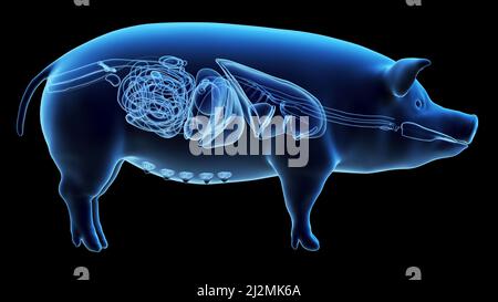 Pig anatomy, illustration Stock Photo - Alamy