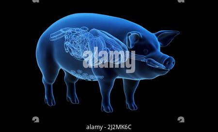 Pig anatomy, illustration Stock Photo - Alamy